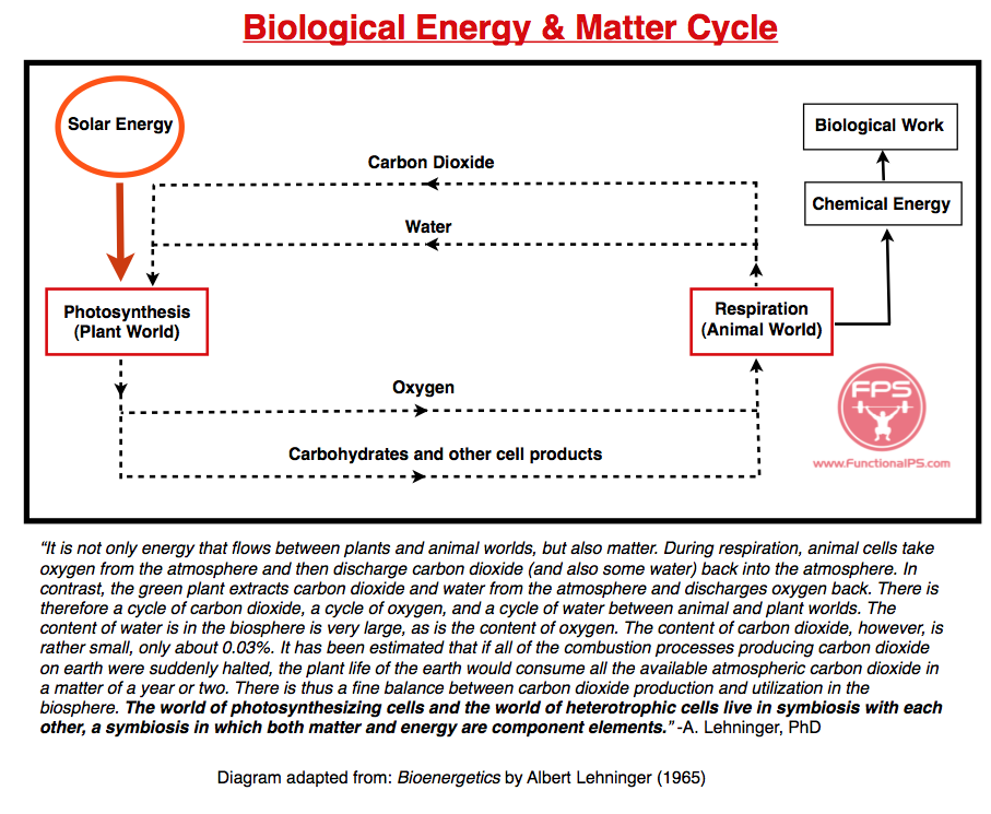 Biological Energy & Matter Cycle – Functional Performance Systems (FPS)